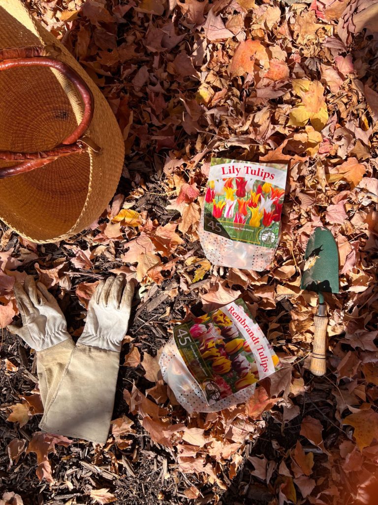 Fall Gardening: An Update on My Bulb Planting Progress